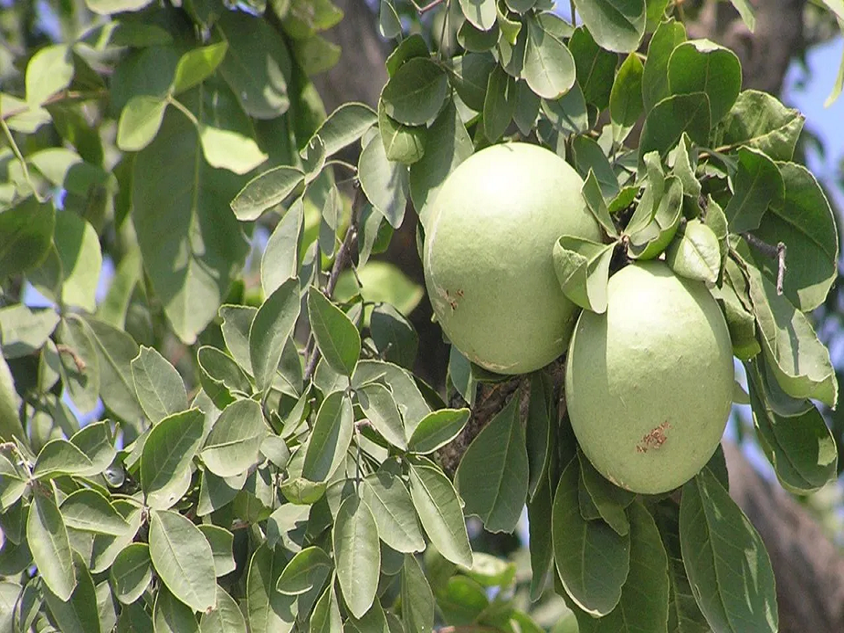 Use Bael Patra in These 5 Healthy Ways: A Perfect Blend of Taste and ...