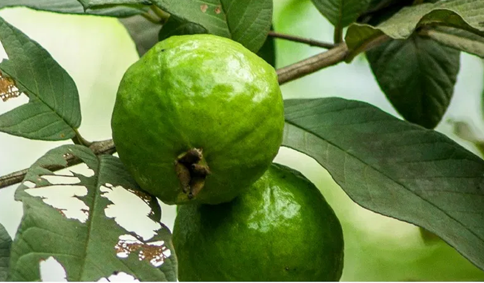 How to grow guava at home: Step-by-step guide and expert tips | NewsCrab