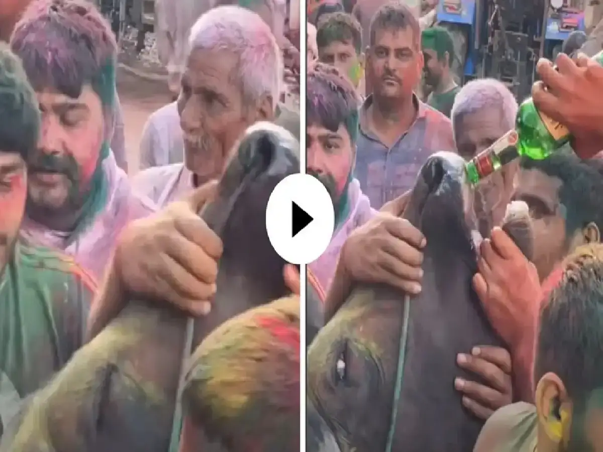 Video: Cruelty crosses all limits… Cow forced to drink alcohol during ...