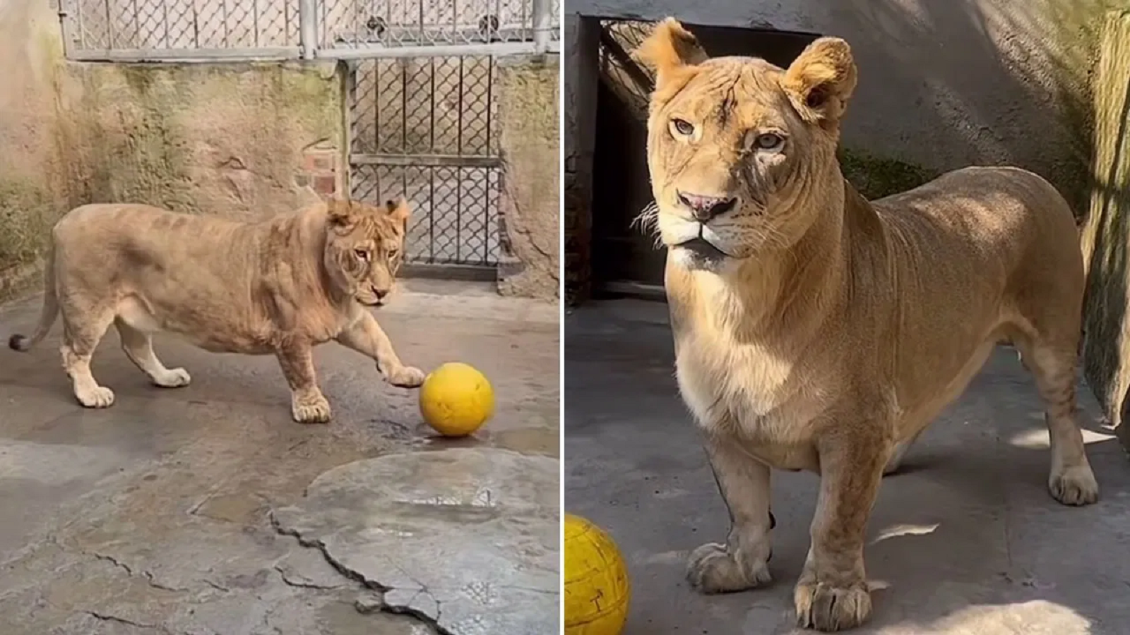 A Dwarf Lion Wins Hearts Online: Adorable Big Cat With Short Legs ...
