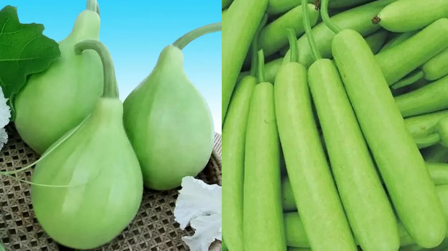 What is the difference between long and round gourd, know which one is ...