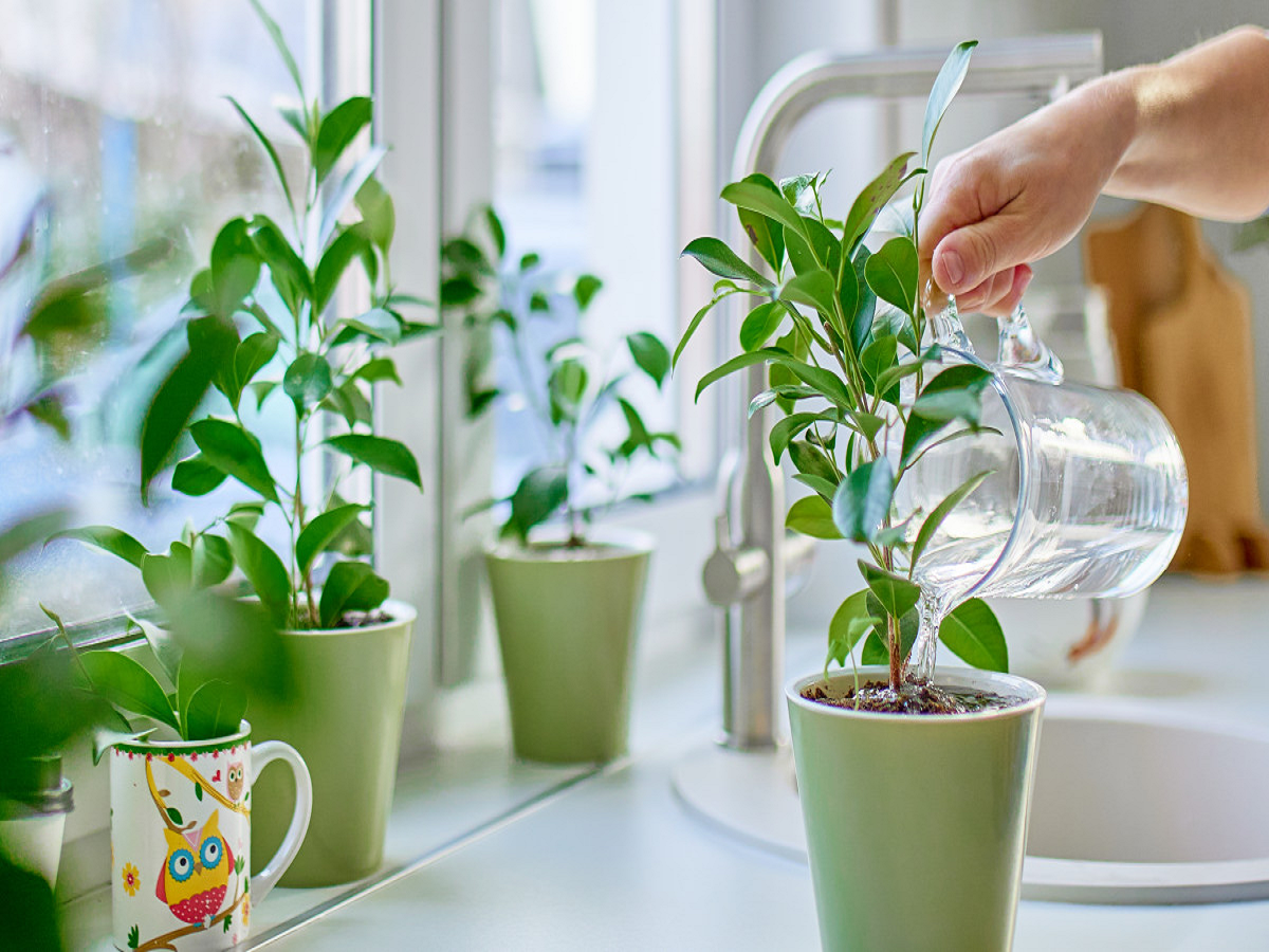 Why Indoor Plants Dry Out Fast and How to Fix the Most Common Care ...