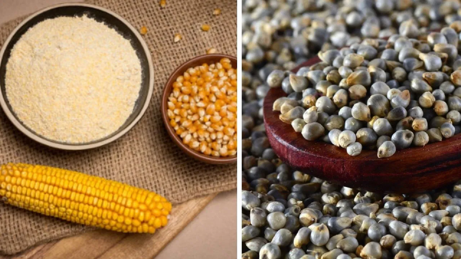 Maize or Millet: Which Grain Is More Beneficial to Eat in Winter ...