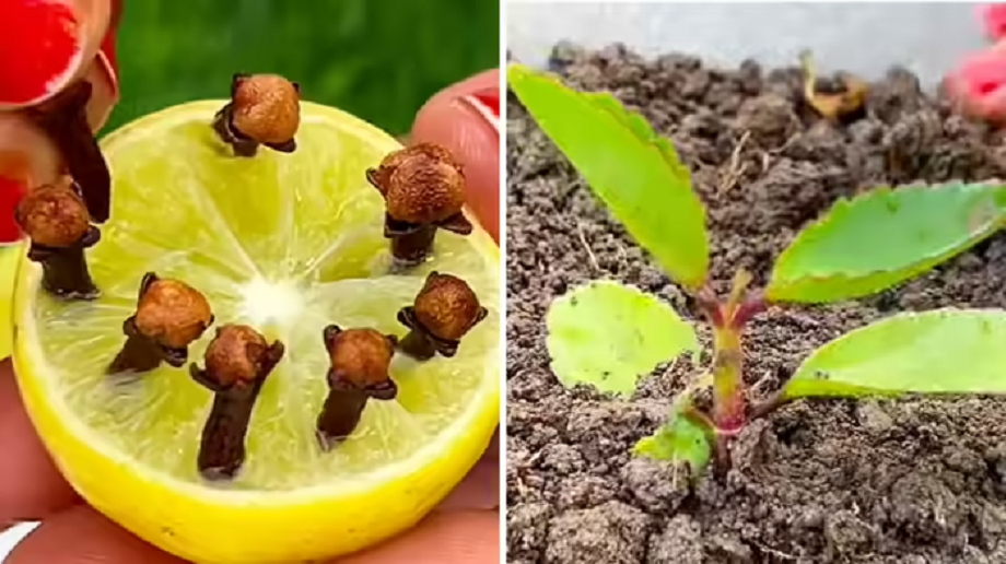 A clove plant can easily grow in a pot. Gardening gurus have suggested ...