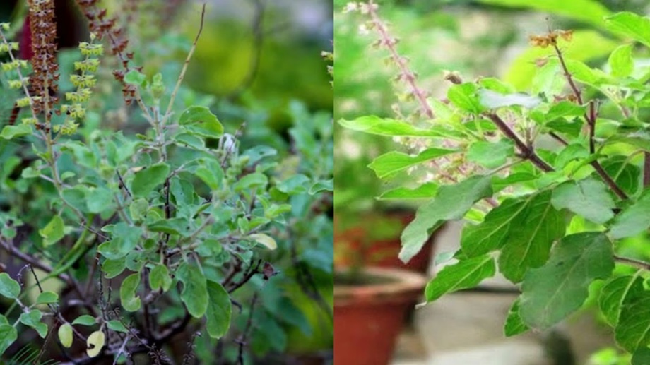 Friday Tulsi Remedies: Put this one thing in Tulsi on Friday, there ...