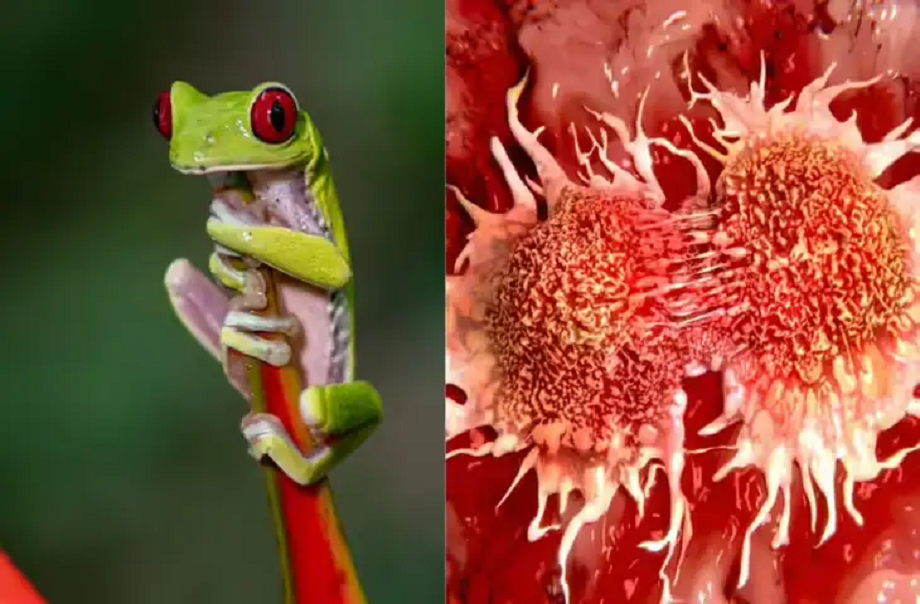 A powerful anti-cancer drug found in Japanese tree frogs, a single dose ...