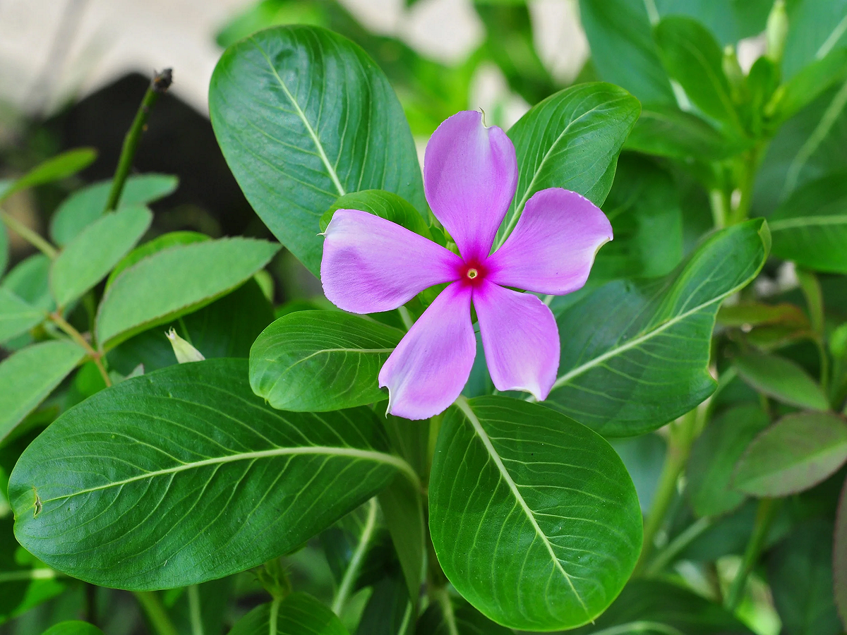 Do You Know These 7 Traditional Uses of Sadabahar (Evergreen Flower ...