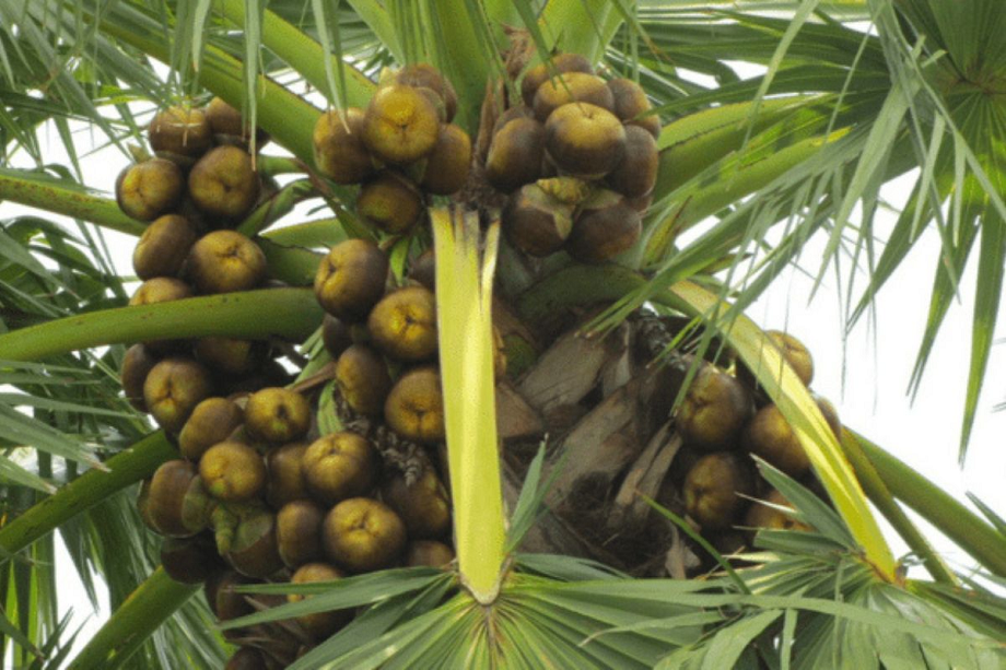 A unique fruit is being sold on the streets of Ranchi; it has many ...