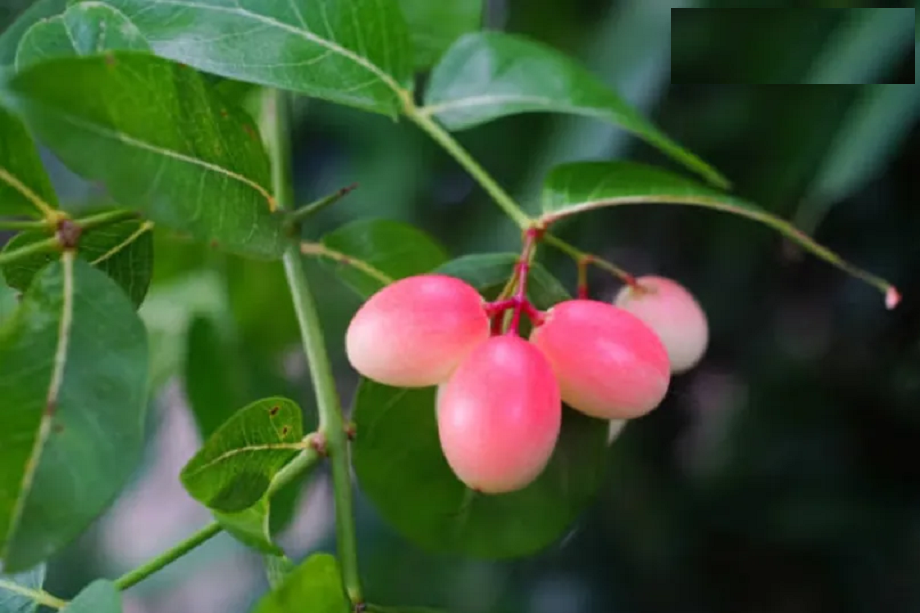 These 5 local fruits available in rainy season can make your immunity ...