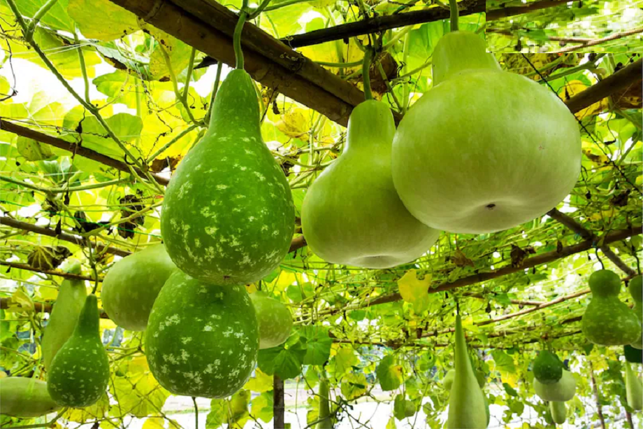 Agri Tips: Apply this 'yellow solution' to the gourd plant; the vine ...